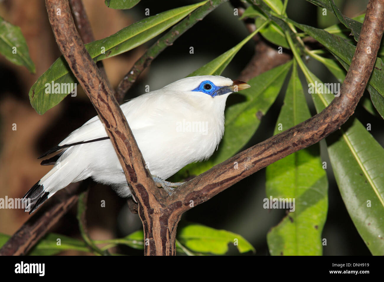 Bali Starling, Leucopsar rothschildi, also known as the Bali Mynah, is ...