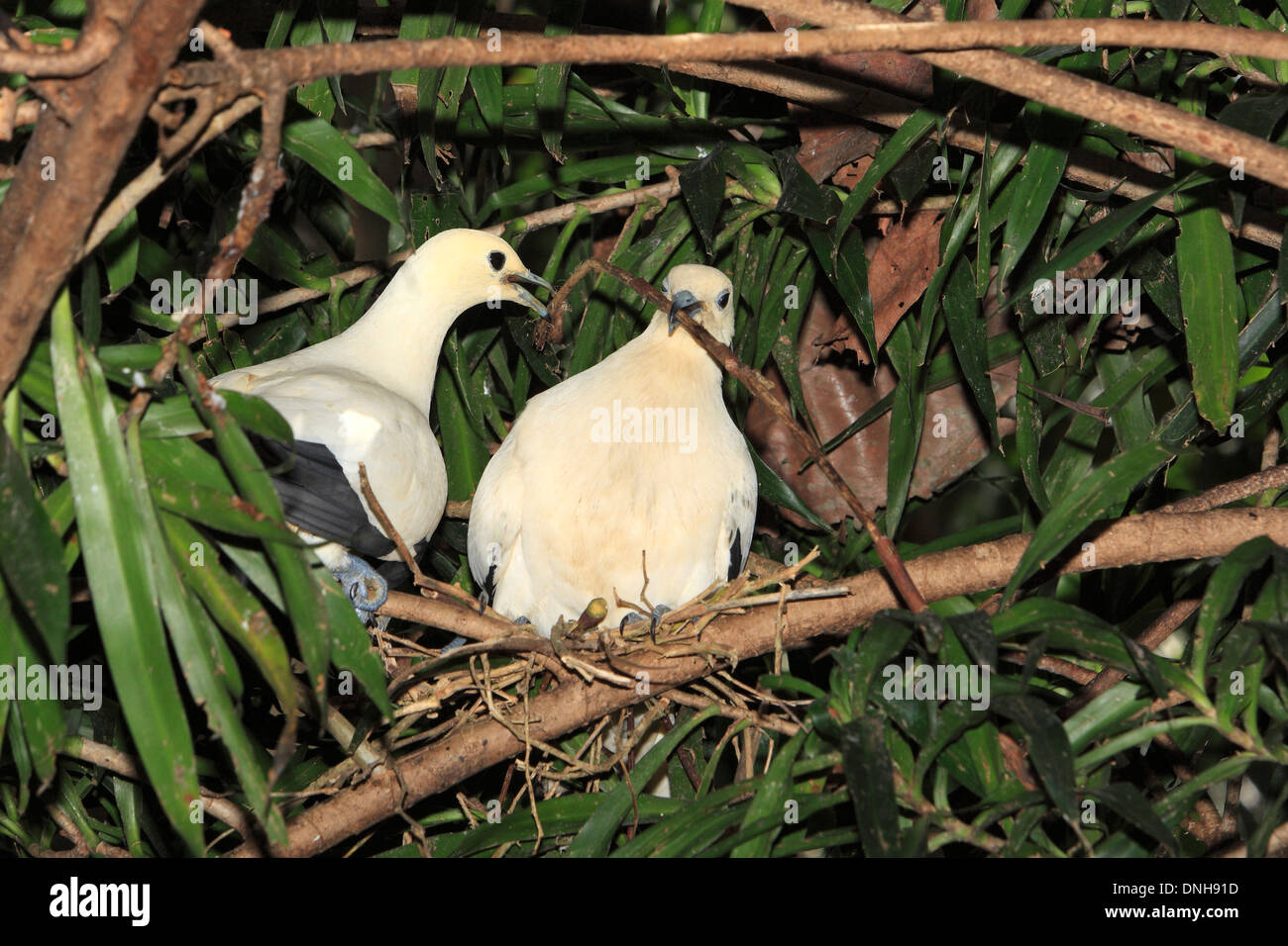 Turtle doves hi-res stock photography and images - Alamy