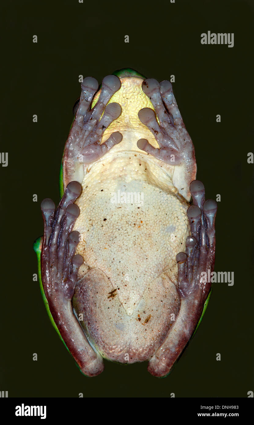 Belly underneath High Resolution Stock Photography and Images - Alamy