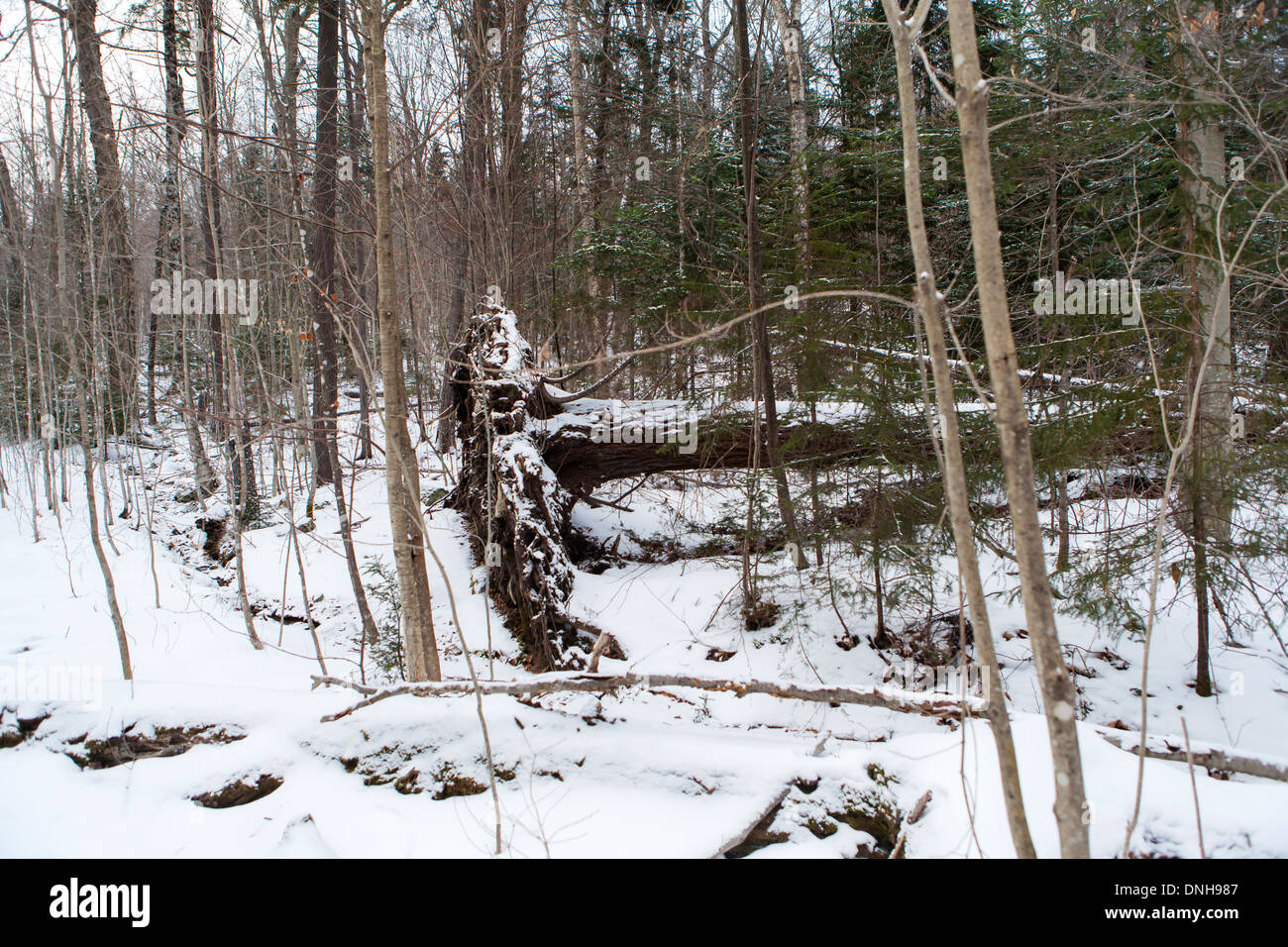 Fallen tree in the forest Stock Photo - Alamy