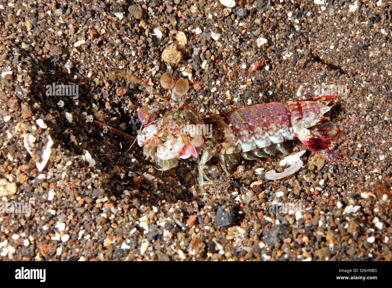 Pink-eared or pink tailed Mantis shrimp, Odontodactylus latirostris ...