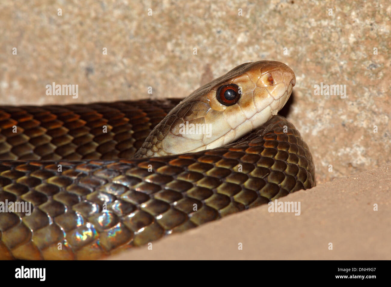 Coastal Taipan, Oxyuranus scutellatus. This is one of the most venomous ...