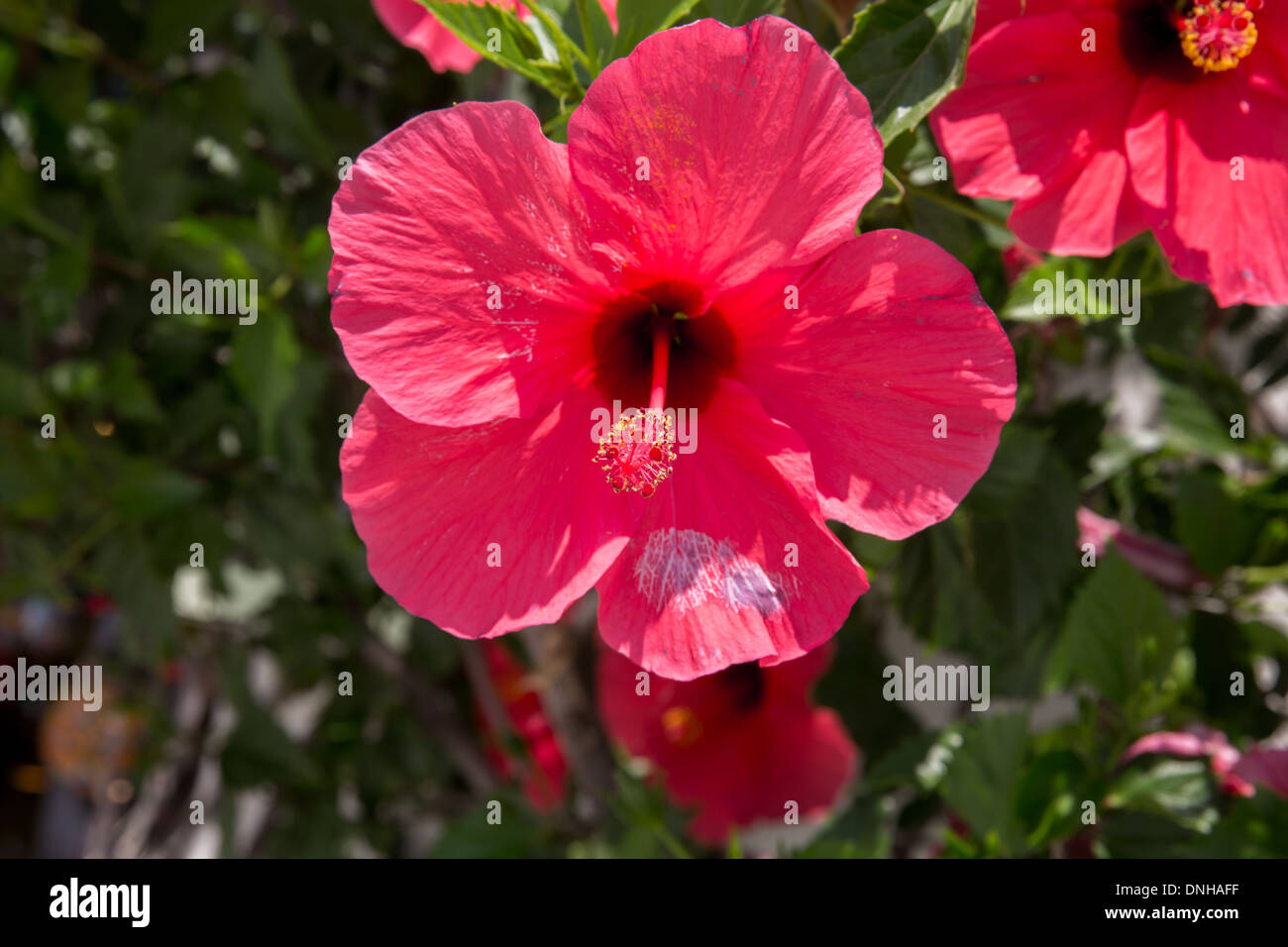 Bright red flowers in Fira town - Santorini island,Crete,Greece Stock ...