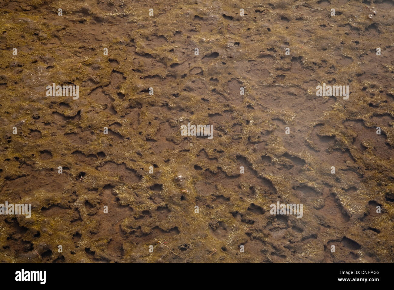Algae growing under shallow water in a salt lake. Sal Del Rey, Southern ...