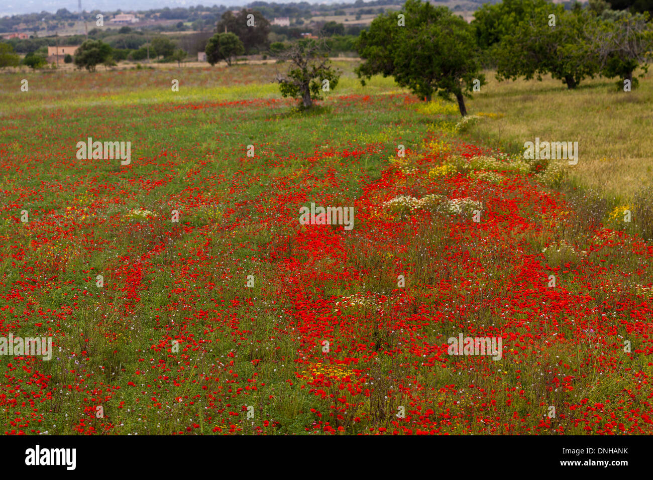 beautiful poppy field in red and green landscape nature background ...