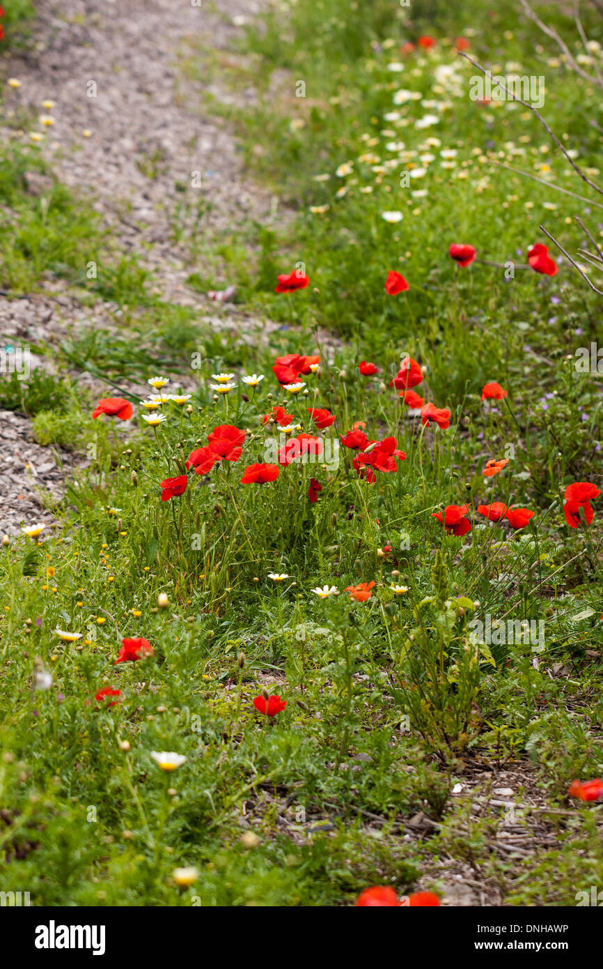 beautiful poppy field in red and green landscape nature background ...