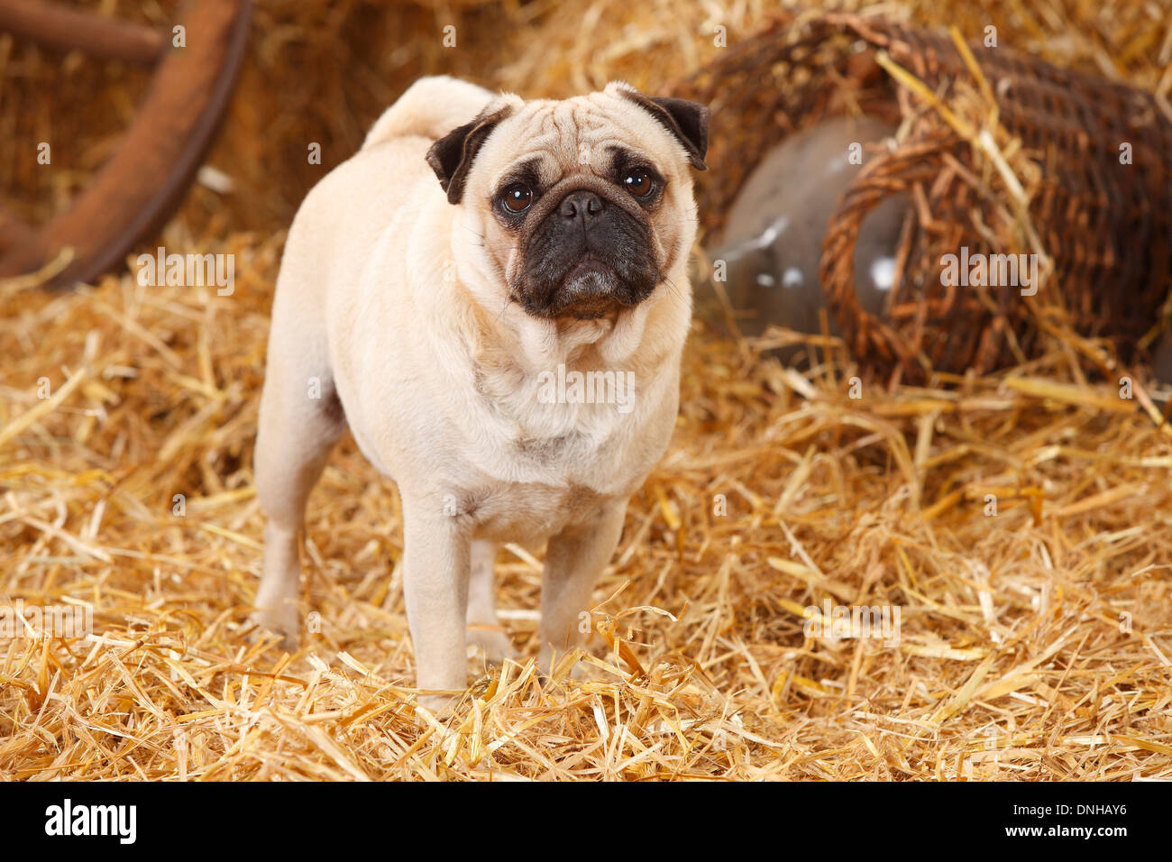 Male pug hi-res stock photography and images - Alamy