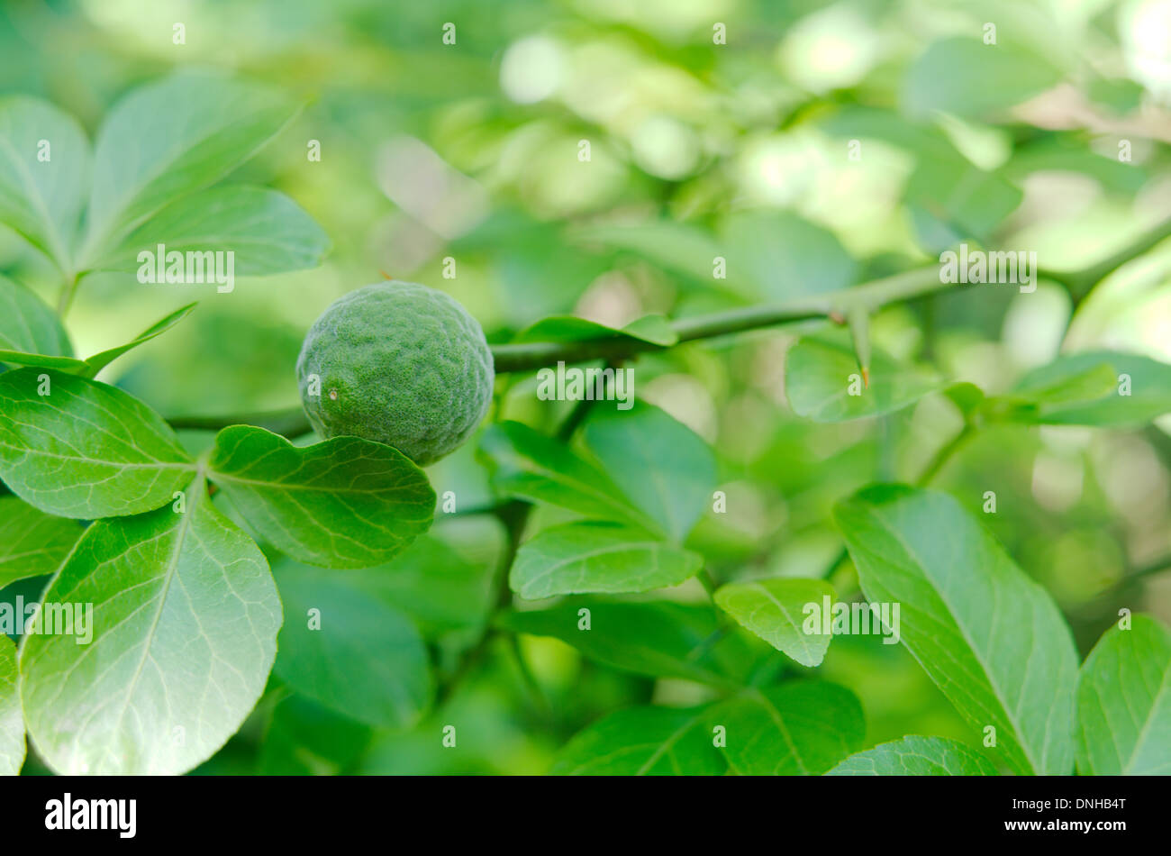 Wild tropical plant leaves hi-res stock photography and images - Alamy