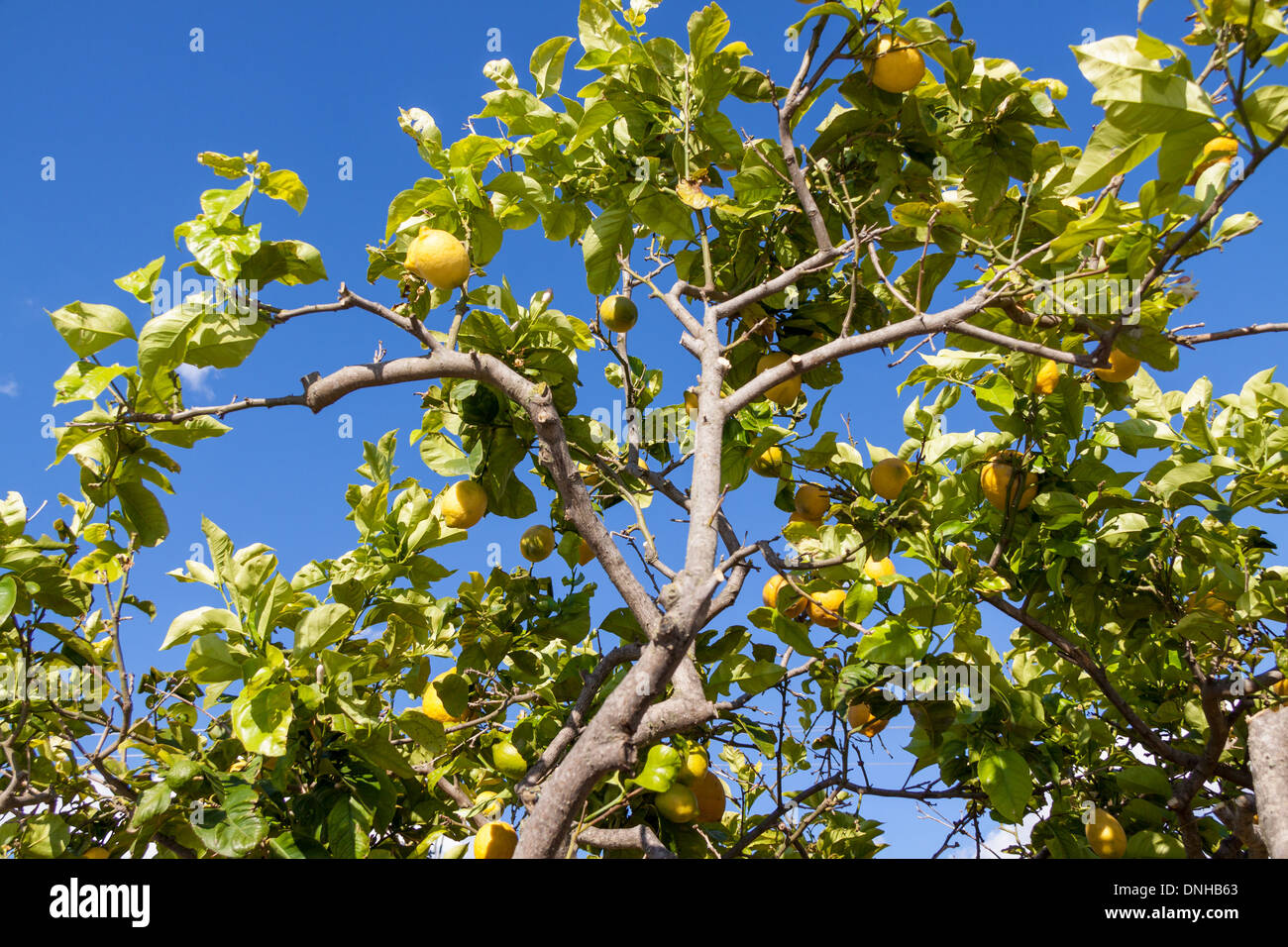 fresh lemons on lemon tree blue sky nature summer fruit background ...