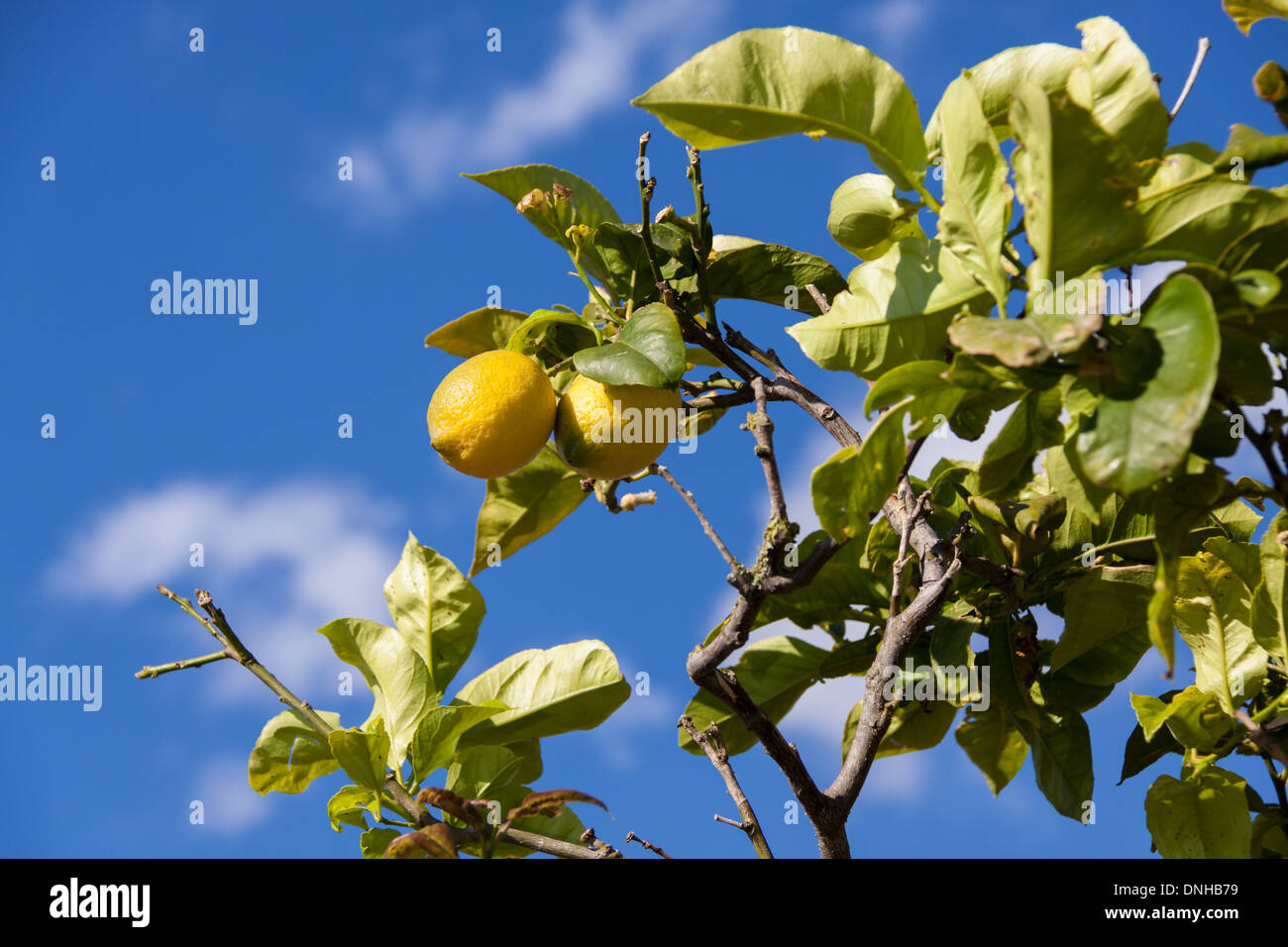 fresh lemons on lemon tree blue sky nature summer fruit background ...