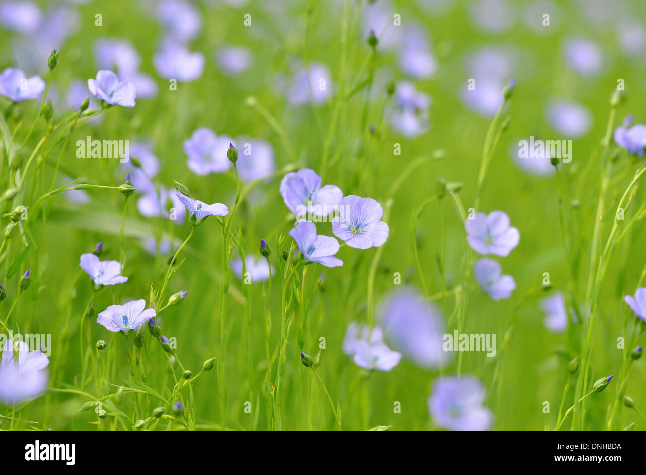 FLAX FLOWERS, FRANCE Stock Photo - Alamy
