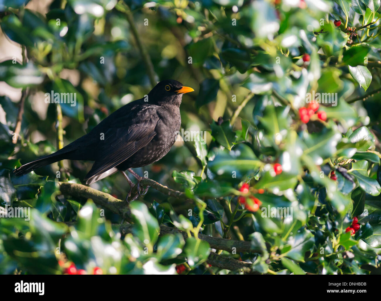 Holly bird hi-res stock photography and images - Alamy
