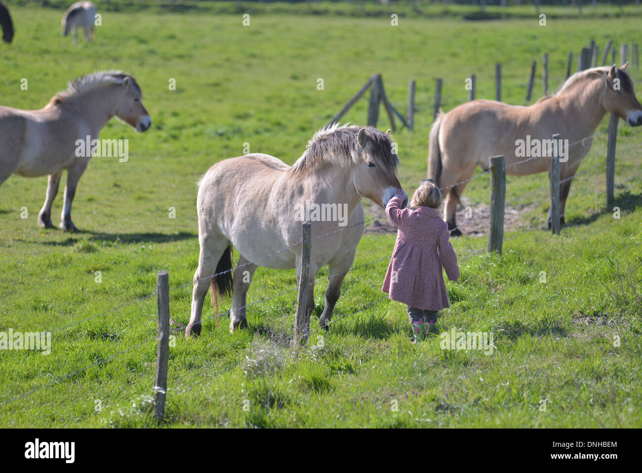 LITTLE GIRL AND FJORDS HENSON HORSES, BAY OF SOMME, PICARDY, FRANCE ...