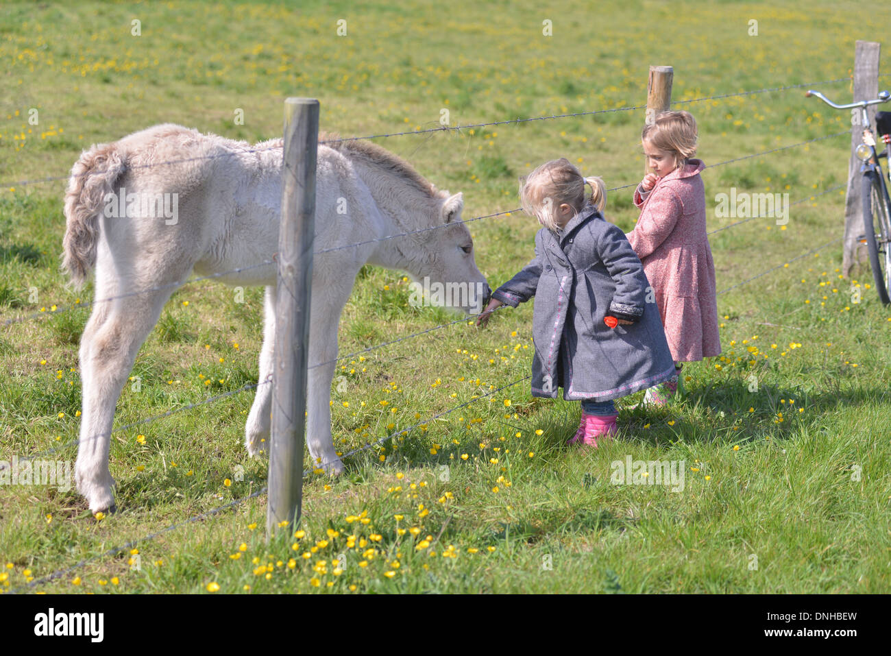 France somme henson horses hi-res stock photography and images - Alamy