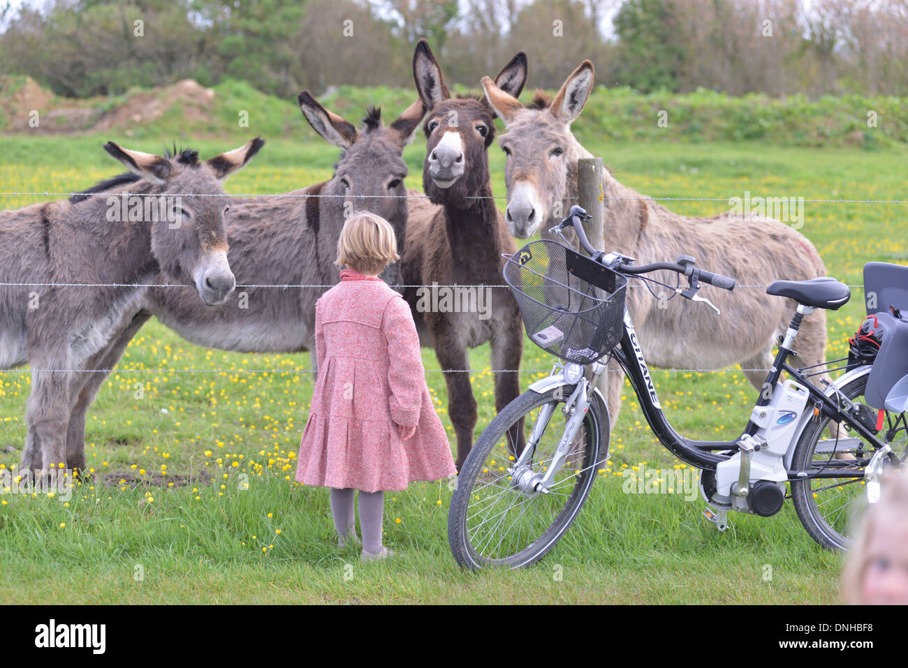 Little donkeys hi-res stock photography and images - Alamy
