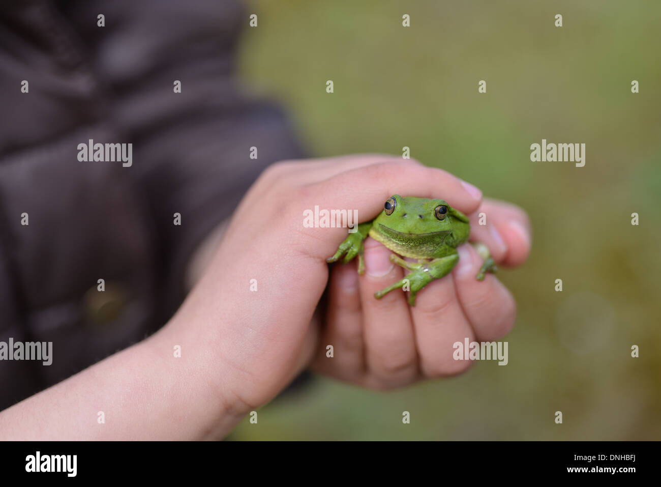 EUROPEAN TREE FROG IN A CHILD‚ÄôS HAND Stock Photo - Alamy
