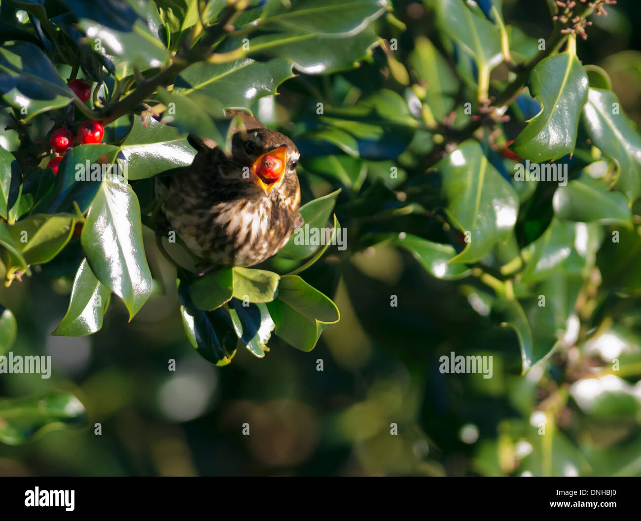 Holly berries bird hi-res stock photography and images - Alamy