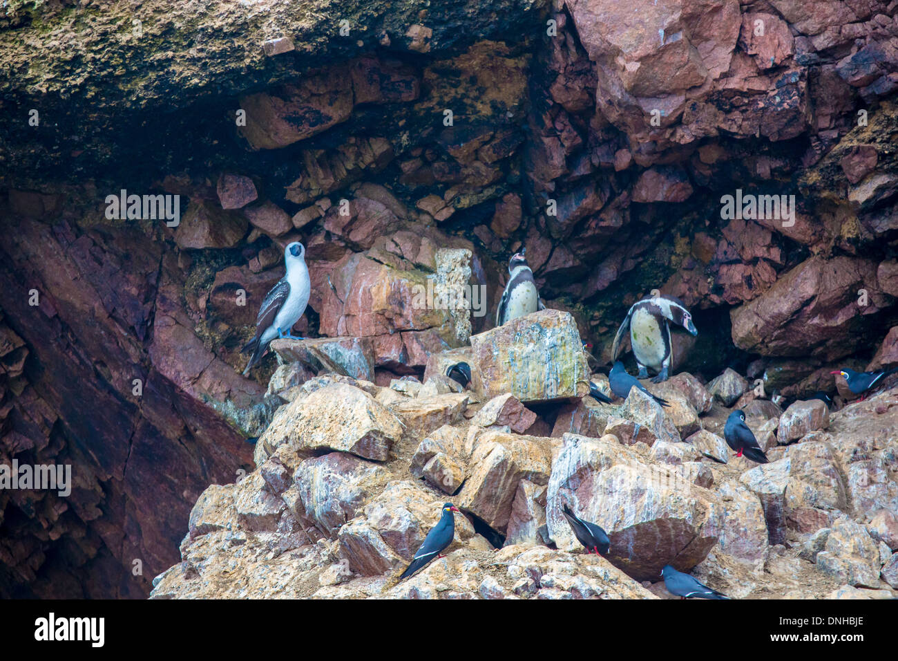 Aquatic seabirds in Peru South America coast at Paracas National ...