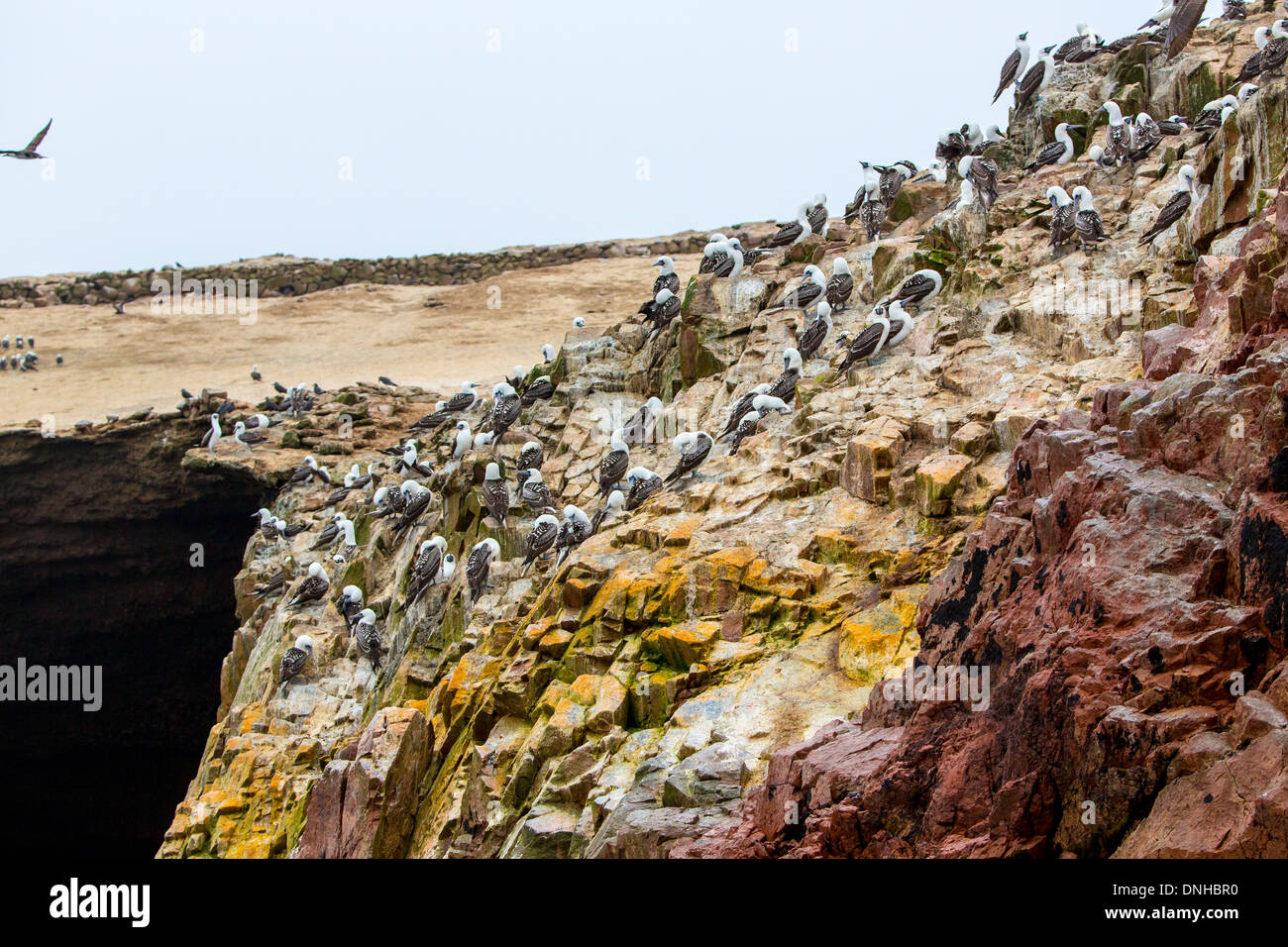 Aquatic seabirds in Peru South America coast at Paracas National ...