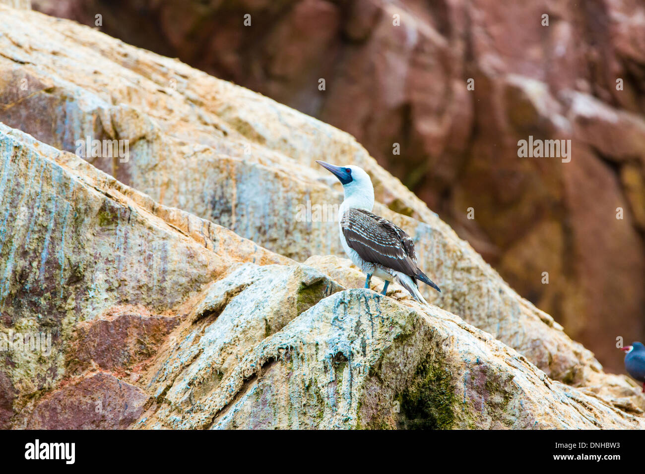 Aquatic seabirds in Peru South America coast at Paracas National ...