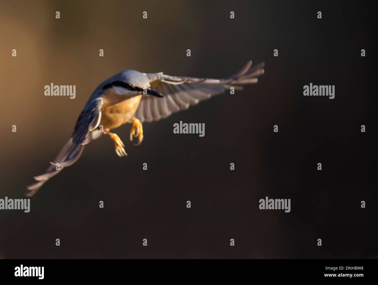 Flying nuthatch uk hi-res stock photography and images - Alamy