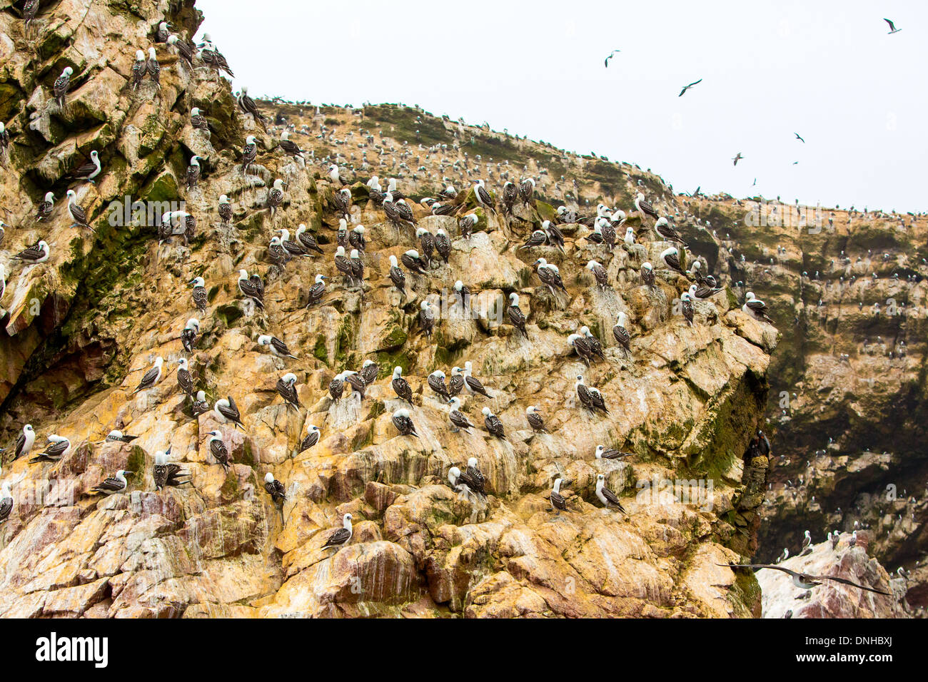Aquatic seabirds in Peru South America coast at Paracas National ...