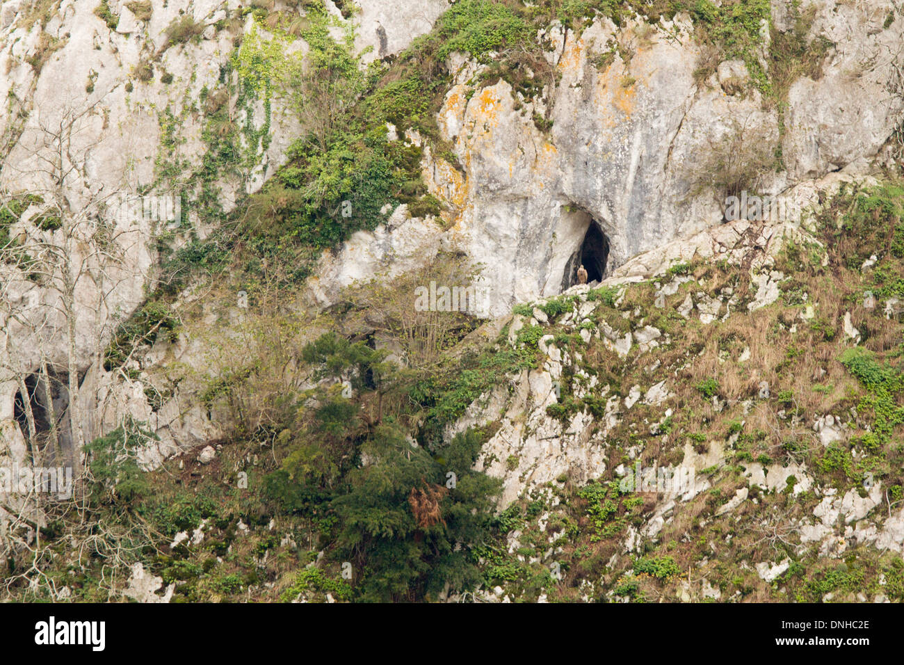 Vulture in a cave of Arantzazu, Basque Country Stock Photo - Alamy