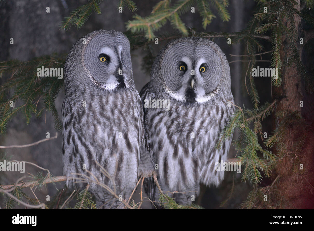 PAIR OF OWLS Stock Photo - Alamy