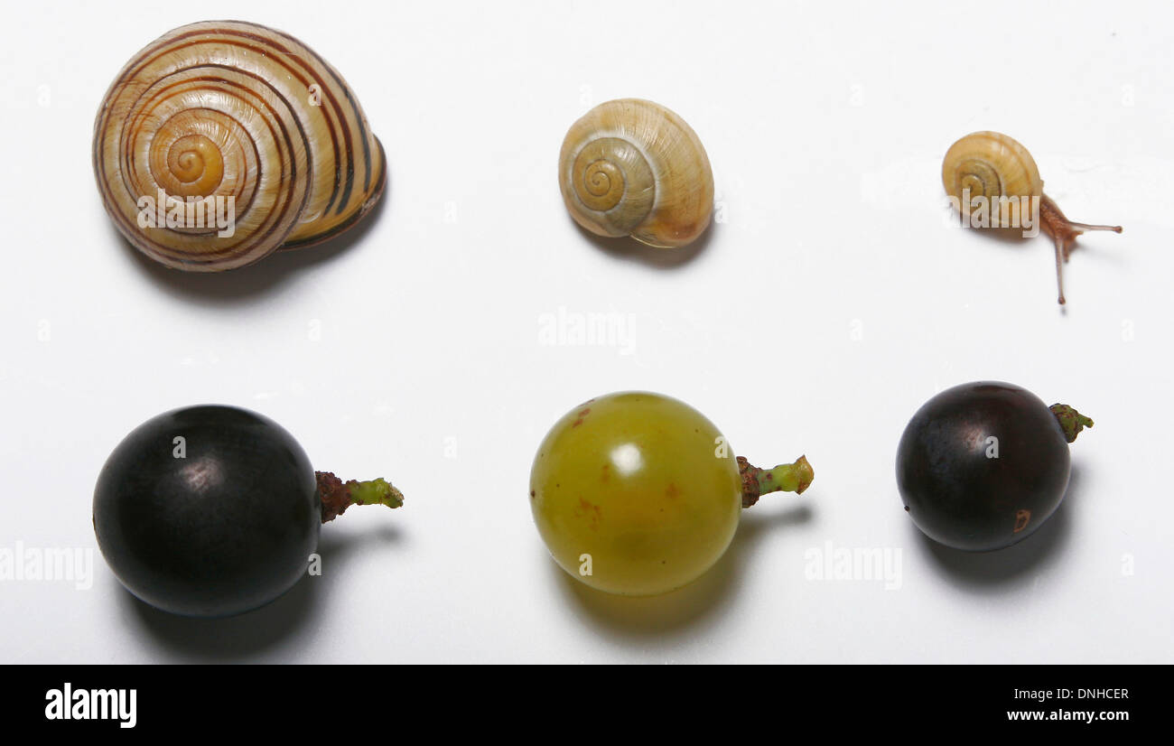 Meunier noir hi-res stock photography and images - Alamy