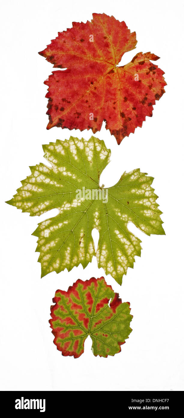 CHARDONNAY, PINOT NOIR AND PINOT MEUNIER GRAPE LEAVES Stock Photo - Alamy