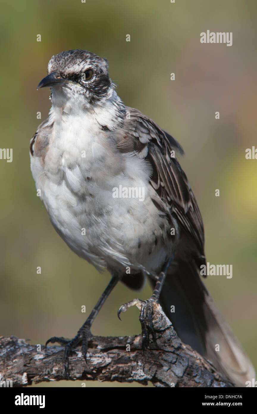Santa cruz island birding hi-res stock photography and images - Alamy