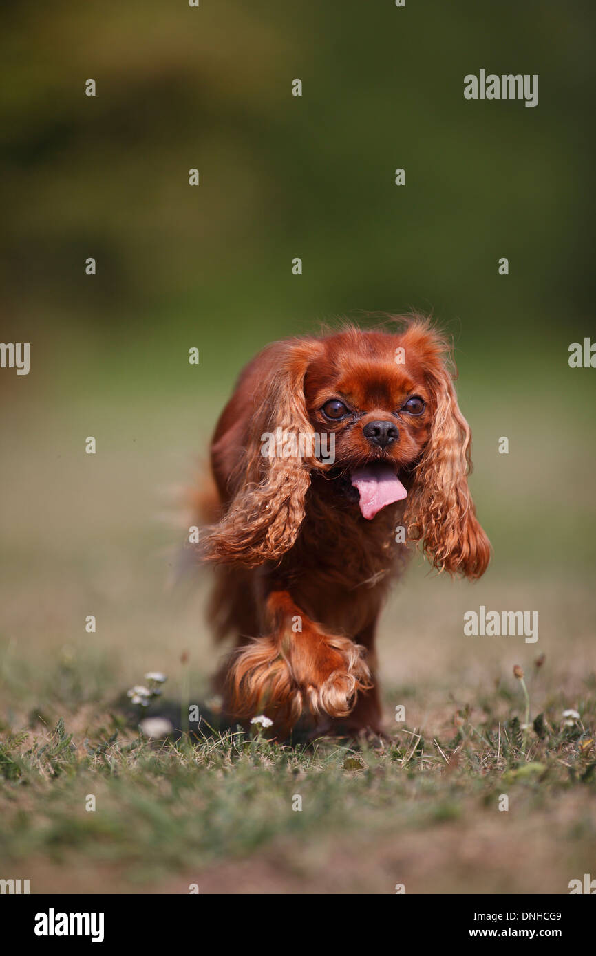 Cavalier King Charles Spaniel, male, ruby |Cavalier-King-Charles ...