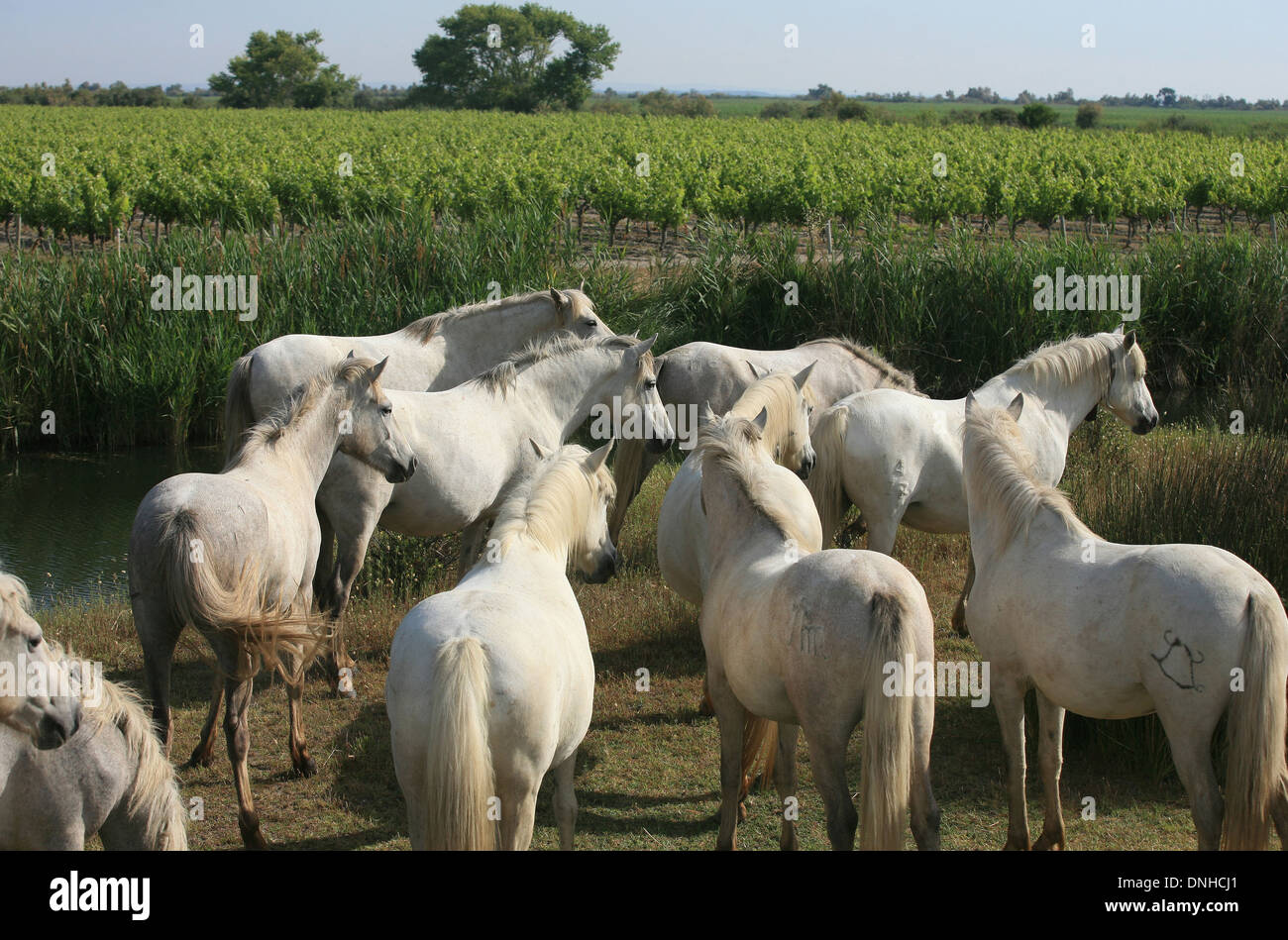 CAMARGUE HORSE IN THE VINEYARDS OF THE WINE OF THE SANDS, THE LISTEL ...