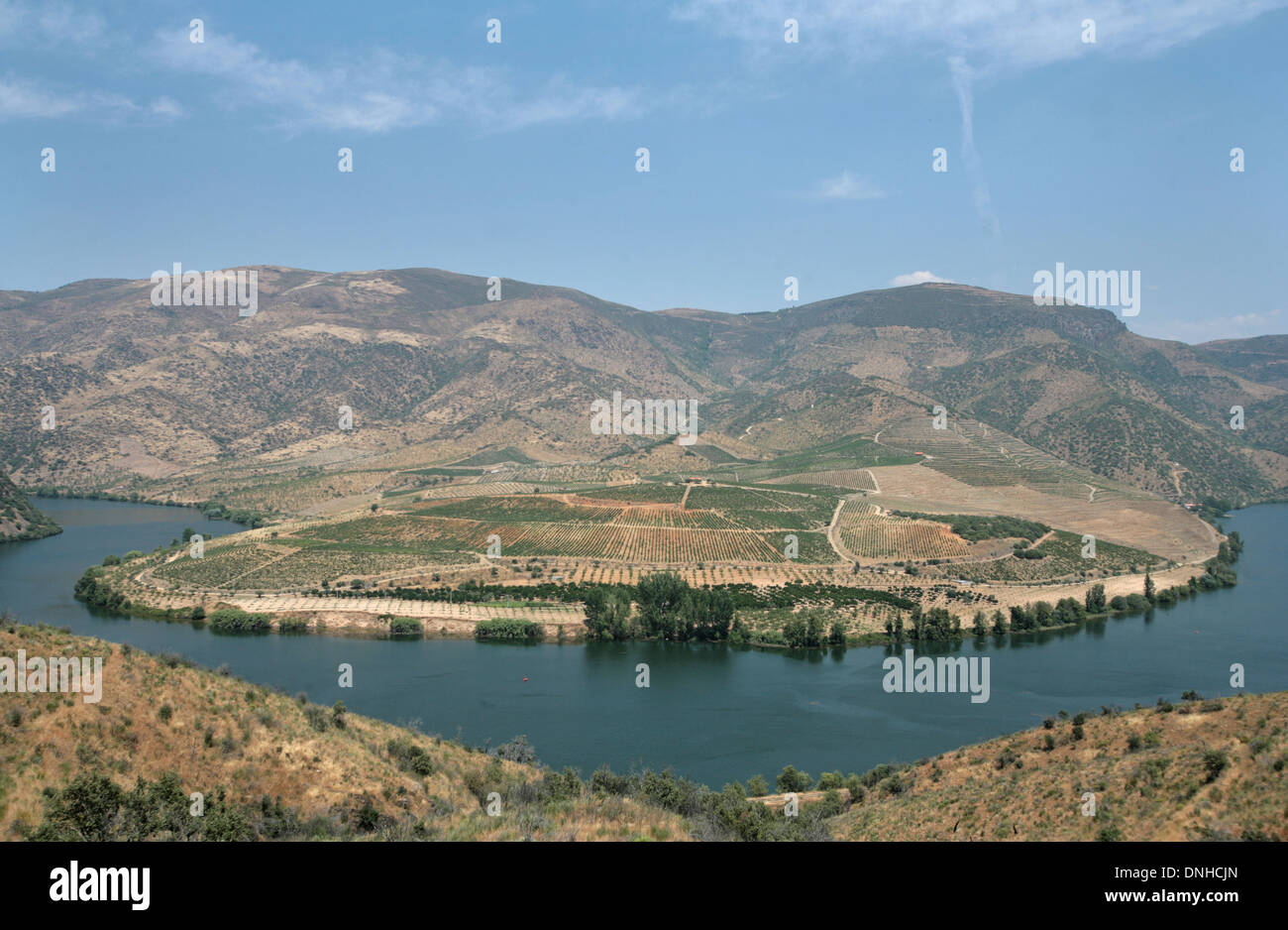 GRAPEVINES OF THE UPPER DOURO MIXED IN WITH OLIVE TREES. THE RIVER IS ...
