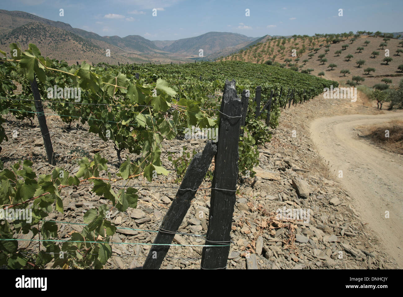GRAPEVINES OF THE UPPER DOURO, THE TERROIR AND STAKES OF SLATE ...