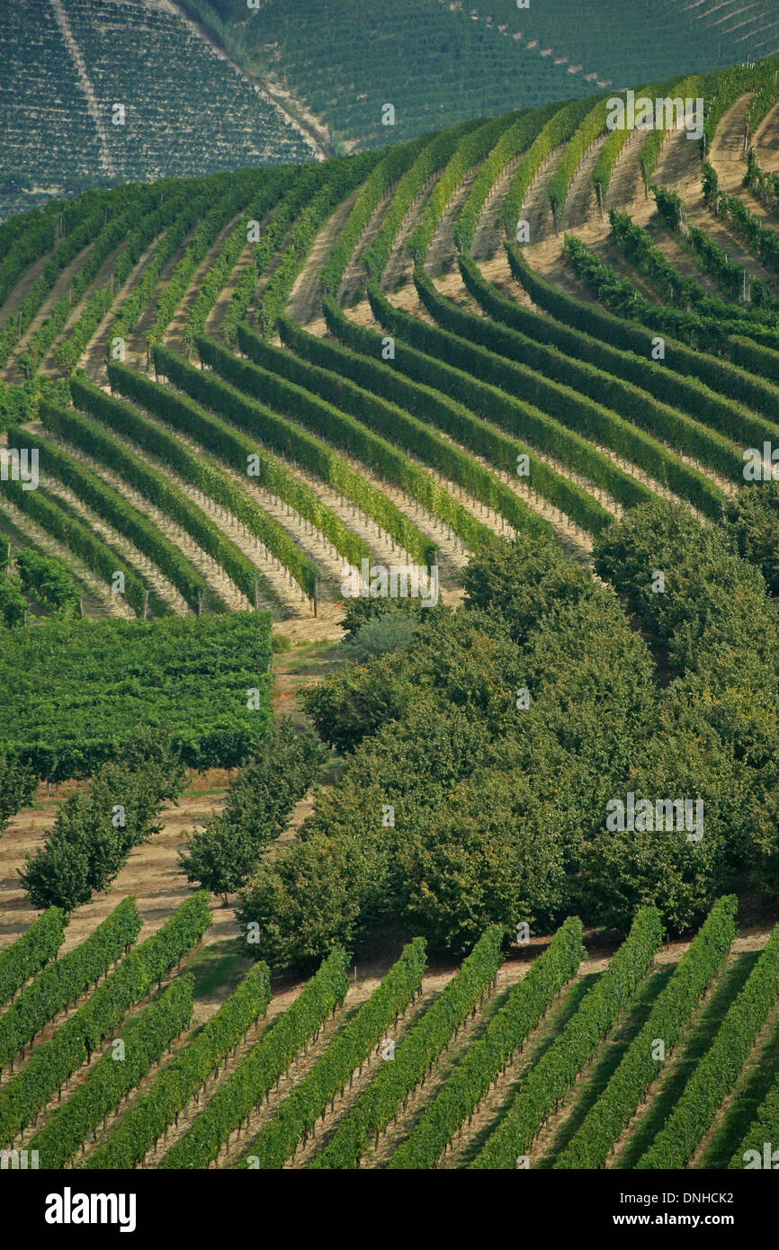 Vineyards around treiso in the piedmont hi-res stock photography and ...