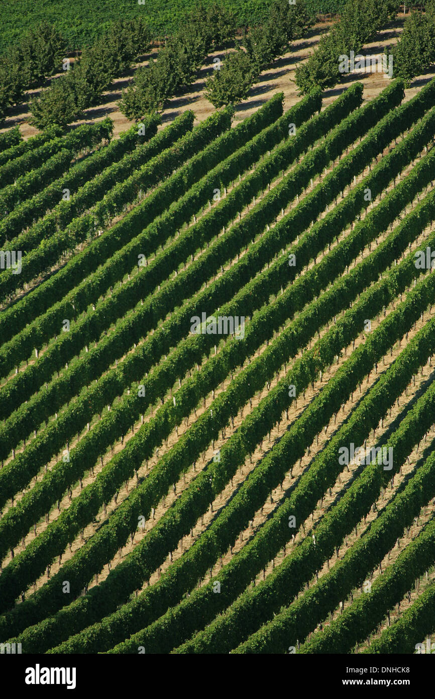 Treiso Italy Stock Photos & Treiso Italy Stock Images - Alamy