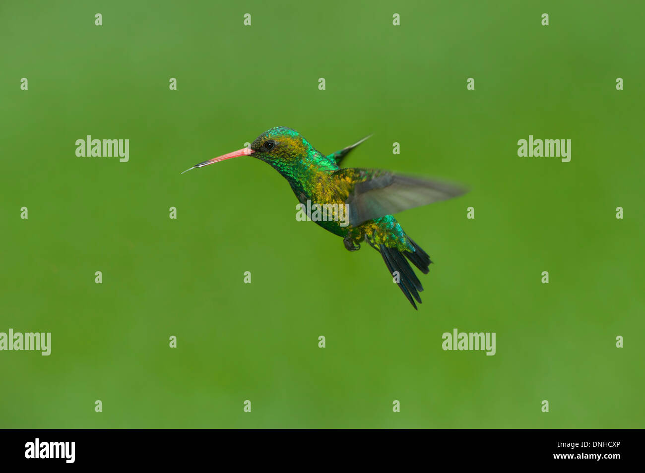 Apodiformes Stock Photos & Apodiformes Stock Images - Alamy