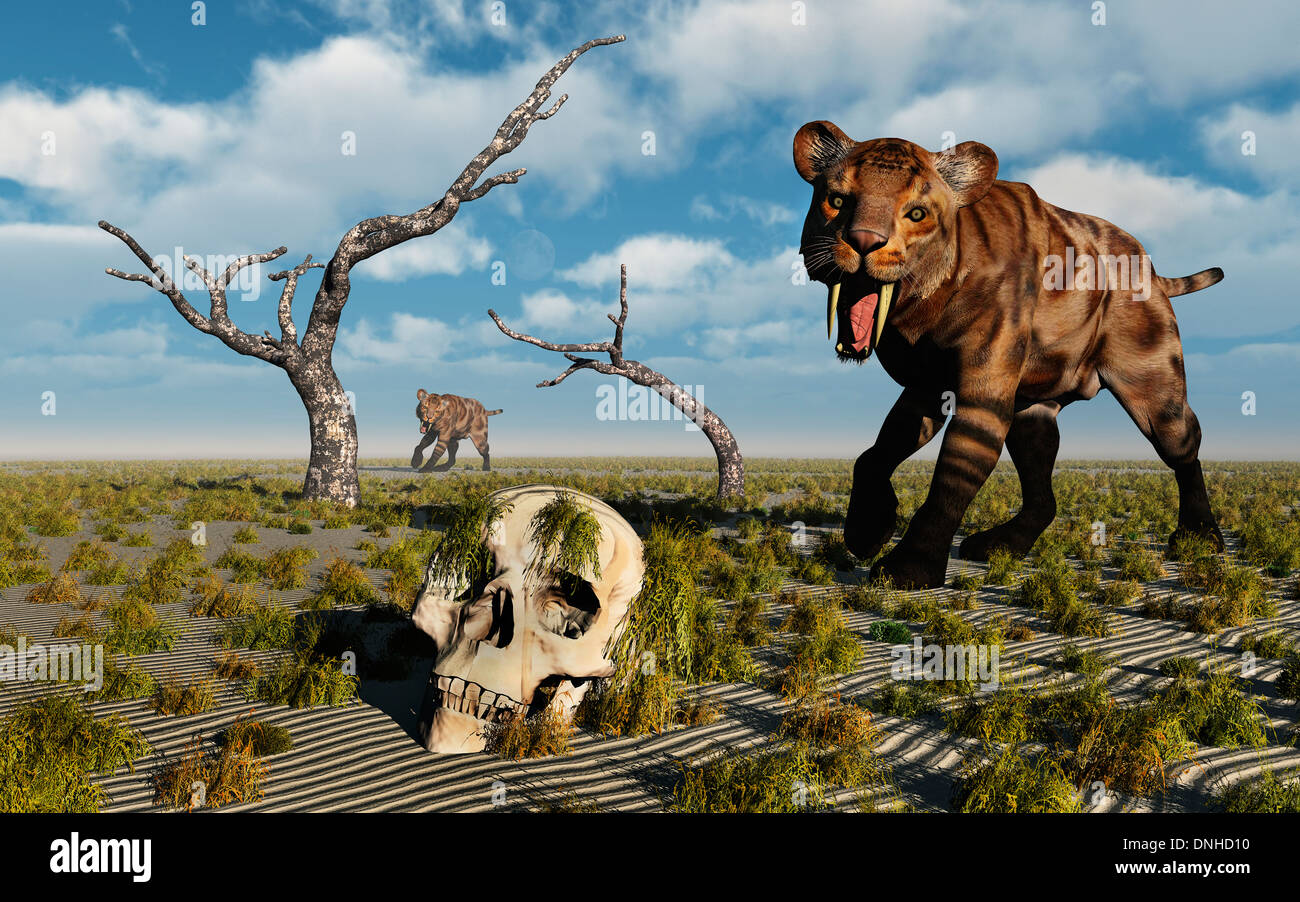 Saber- tooth Find Stock Photo - Alamy