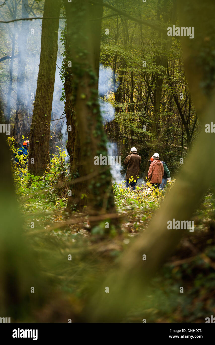 Foresters working in woodland management Stock Photo - Alamy