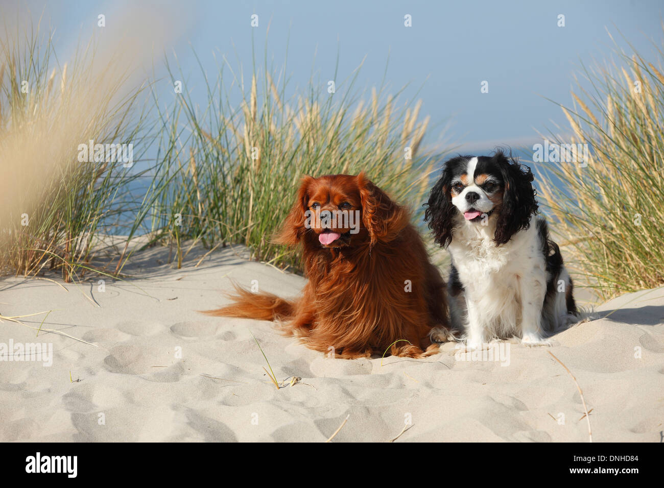 Cavalier King Charles Spaniel, pair, tricolor and ruby, Texel ...