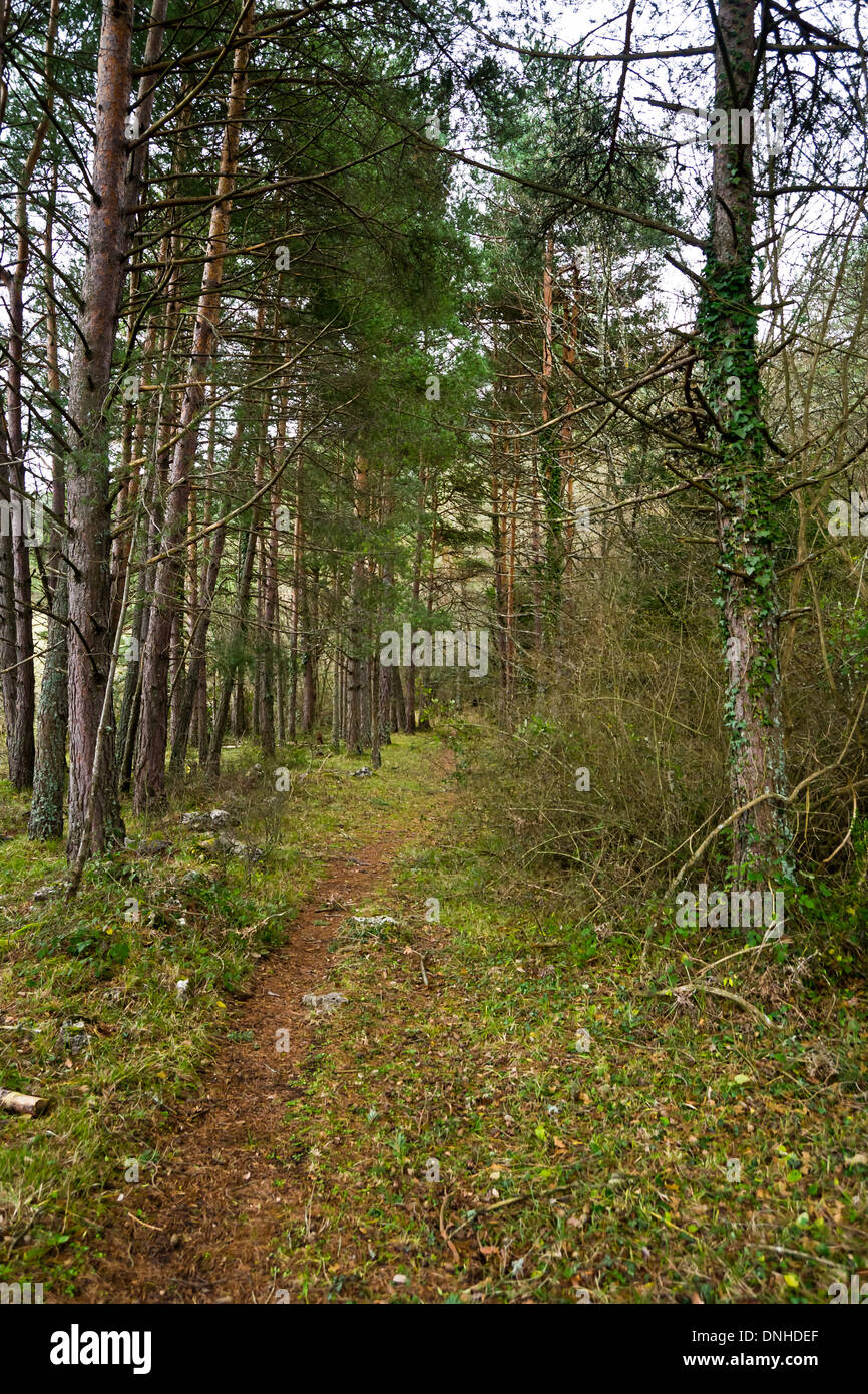 Path through the trees Stock Photo - Alamy
