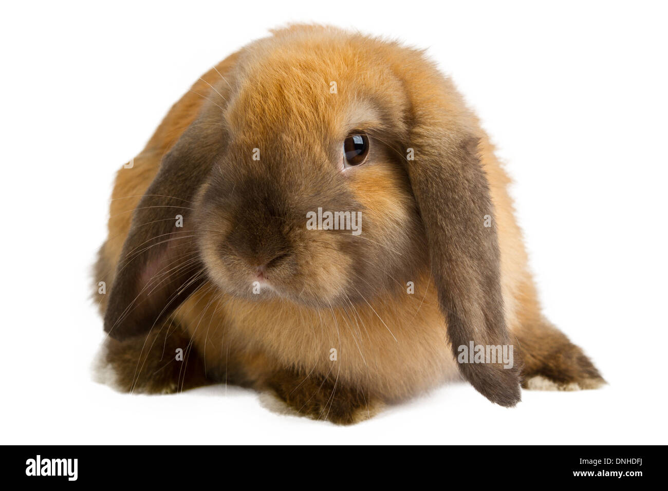 Baby of orange rabbit isolated on white background Stock Photo - Alamy