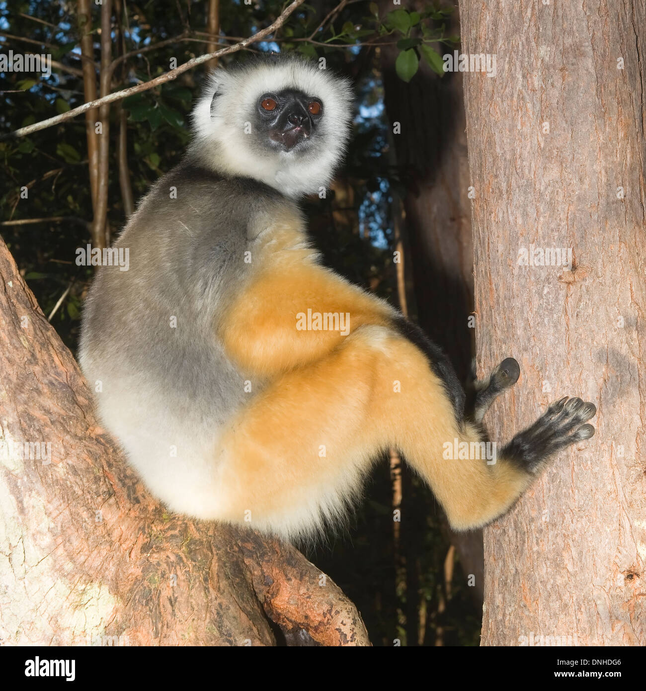 Diademed Sifaka (Propithecus diadema Stock Photo - Alamy