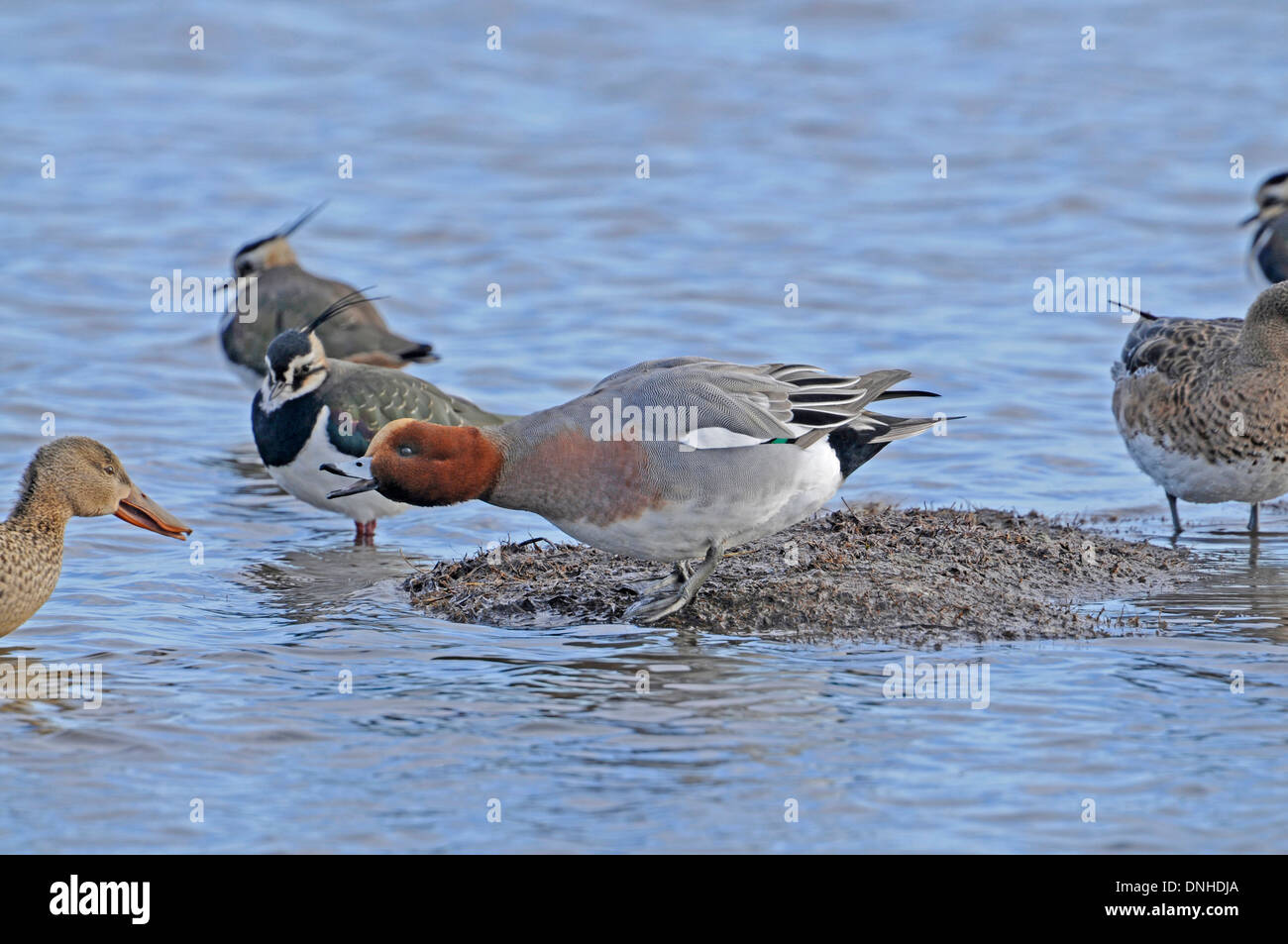 Female shoveler hi-res stock photography and images - Alamy