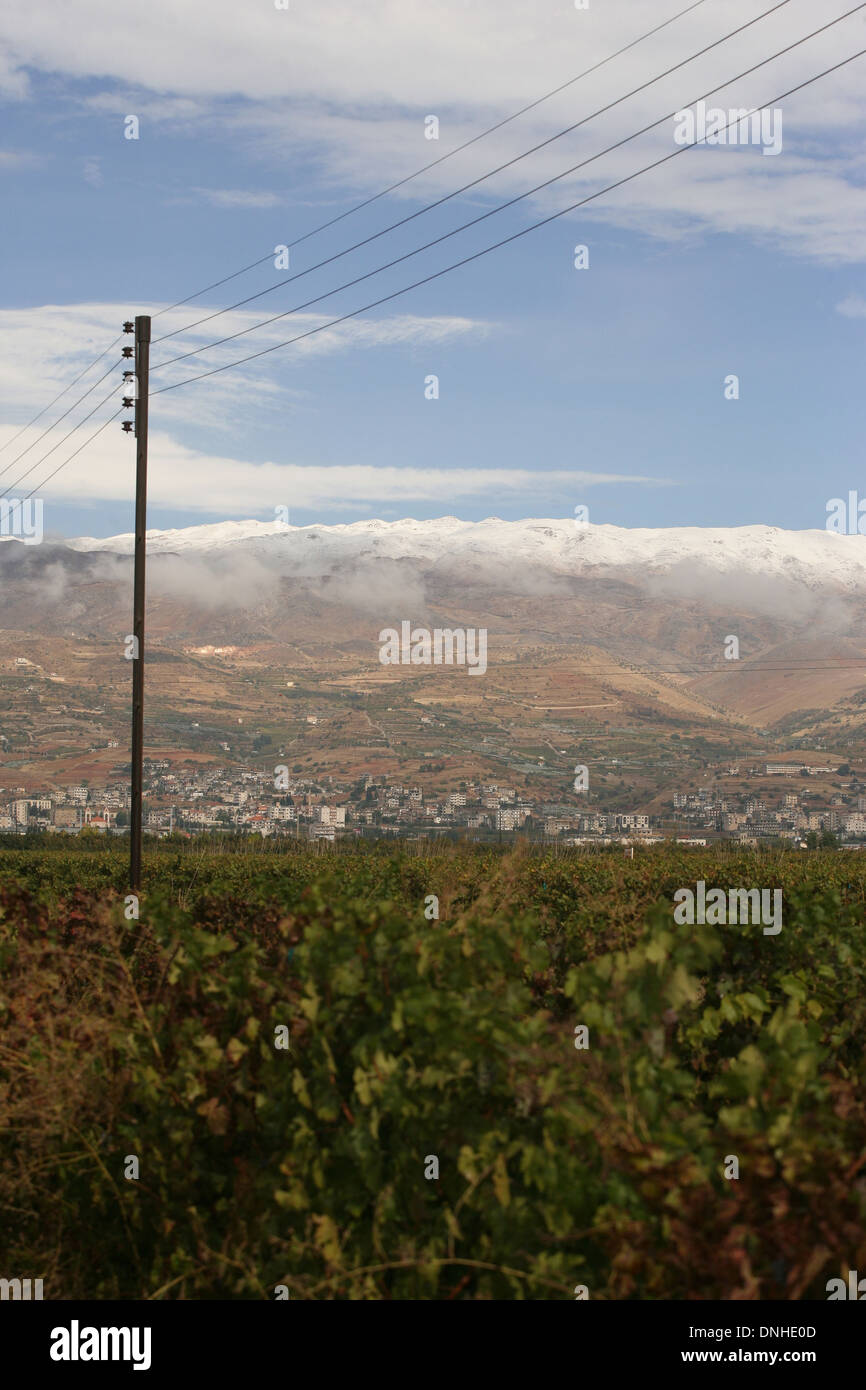 Bekaa valley vineyard lebanon hi-res stock photography and images - Alamy