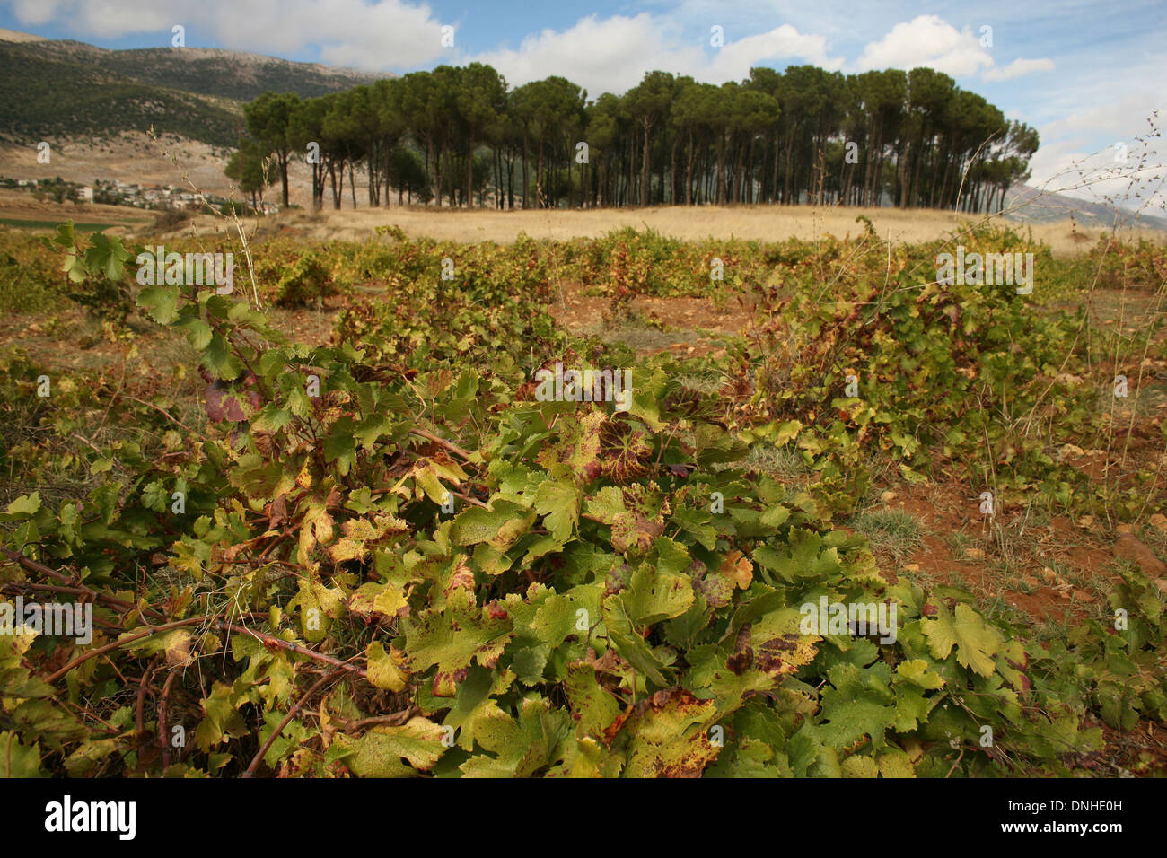 Bekaa valley vineyard lebanon hi-res stock photography and images - Alamy