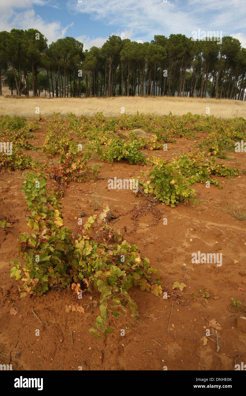VINEYARDS IN THE BEKKA VALLEY, LEBANON, THE NEAR EAST Stock Photo - Alamy