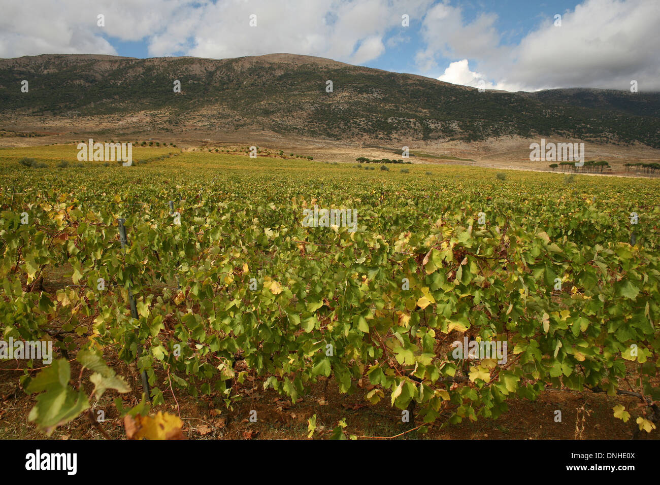 Bekaa valley vineyard lebanon hi-res stock photography and images - Alamy