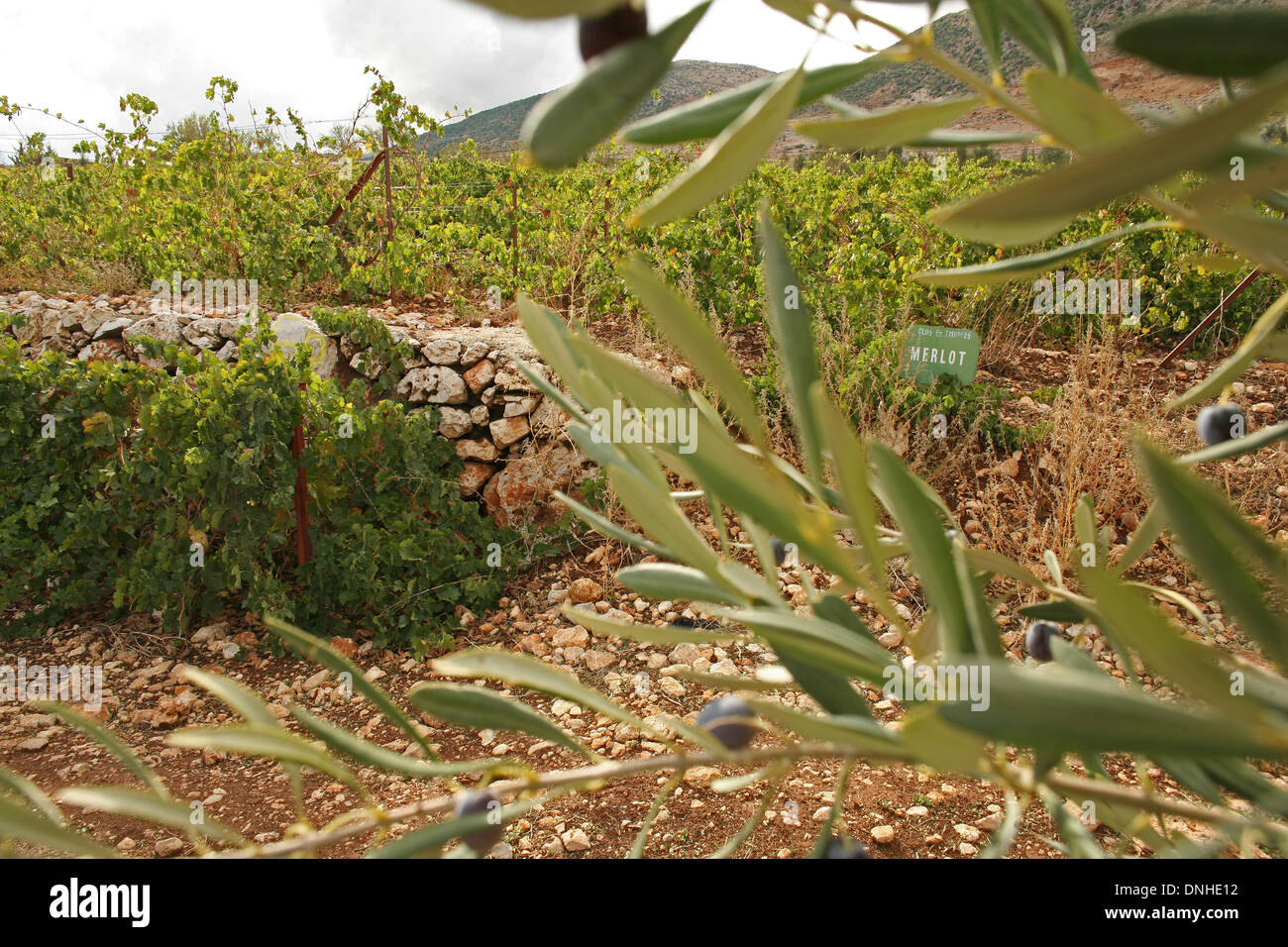 VINEYARDS IN THE BEKKA VALLEY, CHATEAU SAINT THOMAS, LEBANON, THE NEAR ...